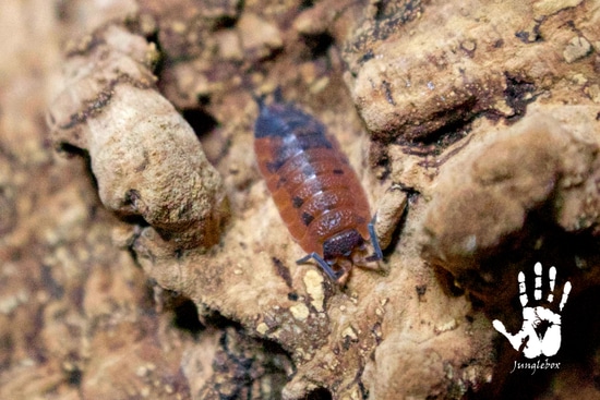 10+ Porcellio Scaber Lava Isopod by Junglebox Company