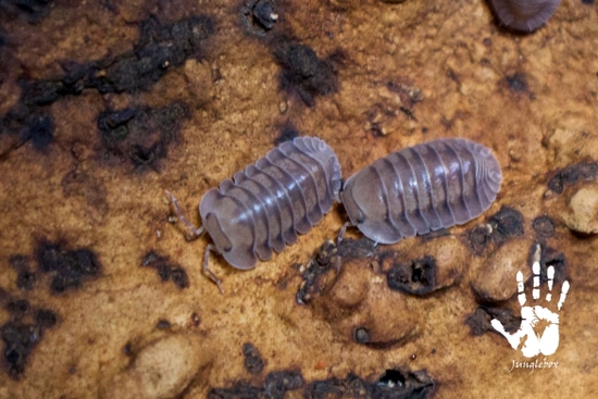 10+ Cubaris Blue Pigeon Isopod by Junglebox Company