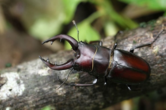 (Prosopocoilus Motschulskii) Sawtooth Stag Beetle by Junglebox Company