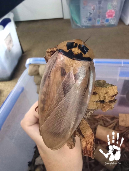 15+ Ivory Head Nymphs Cockroach by Junglebox Company