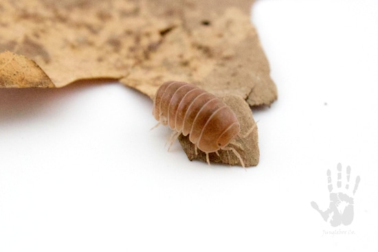 10+ Armadillidium Officinalis Red Isopod by Junglebox Company