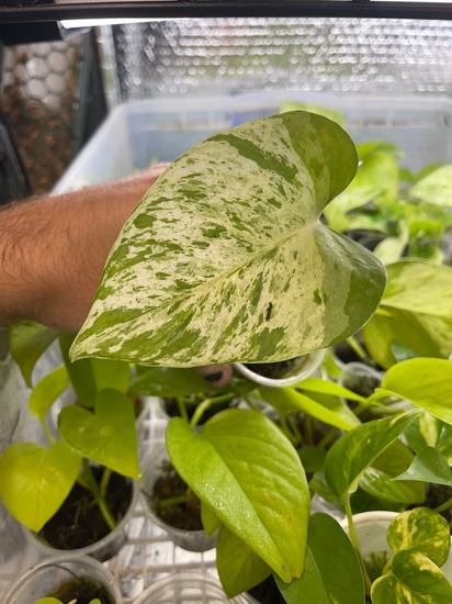 Pothos Variegated (Rooted Starter) Terrarium Plant by Junglebox Company LLC