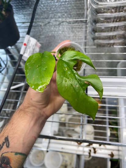 Mini Monstera (Rooted Starter) Terrarium Plant by Junglebox Company LLC