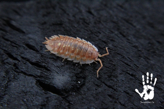 10+ Oniscus Asellus "B.C. Maple Isopod by Junglebox Company LLC