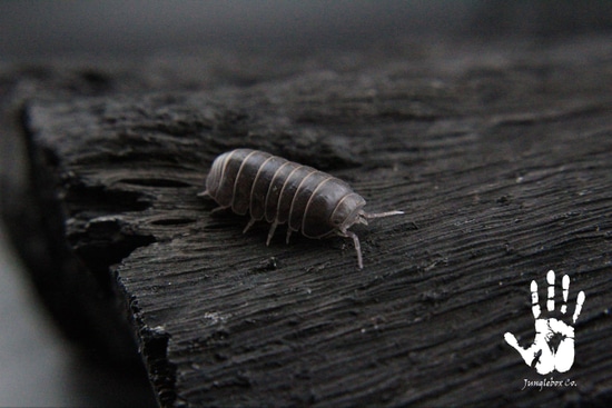 10+ Armadillidium Officinalis Spain Isopod by Junglebox Company LLC
