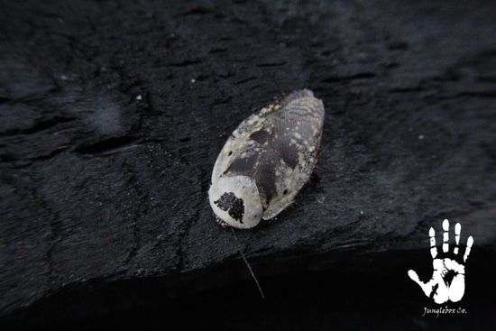 15+ Gyna Caffrorum Chrome Cockroach Nymphs by Junglebox Company LLC