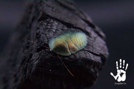 6+ Asian Emerald Roach Nymphs (Pseudoglomeris Beybienkoi) Cockroach by ...