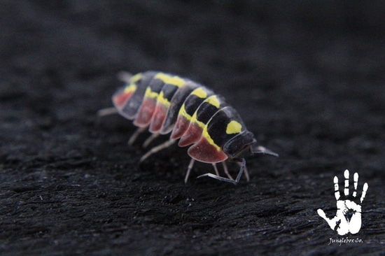 6+ Merulanella Red Diablo Isopod by Junglebox Company LLC
