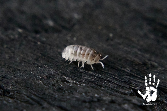 10+ Venezillo Parvus Dalmatian Isopod by Junglebox Company LLC