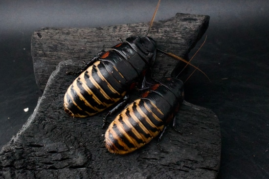Tiger Hisser (Gromphadorhina Grandidieri) Cockroach by Junglebox ...