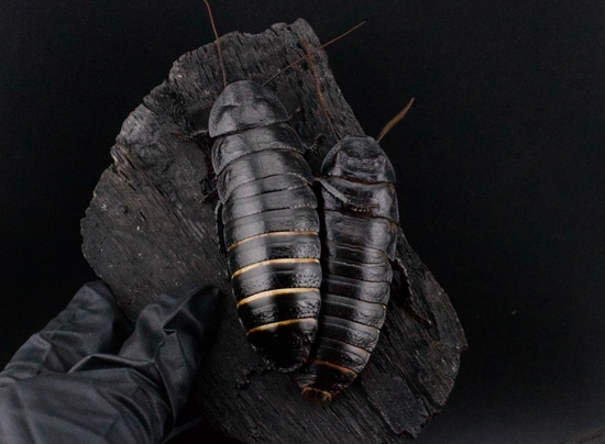 Black Tiger Madagascar Hisser (Gromphadorhina Grandidieri) Cockroach by ...