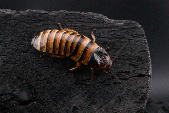 Halloween Hisser Cockroach by Junglebox Company