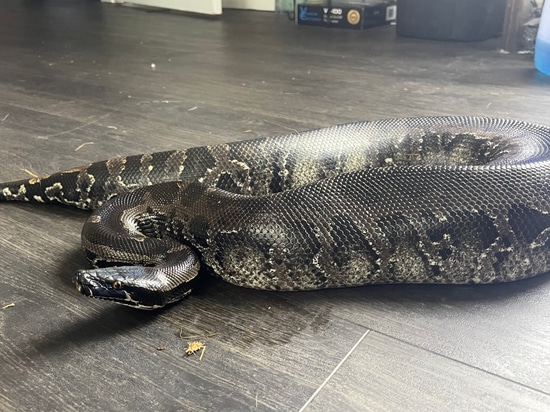 RTB Sumatran Short-Tailed Pythons by Junglebox Company LLC