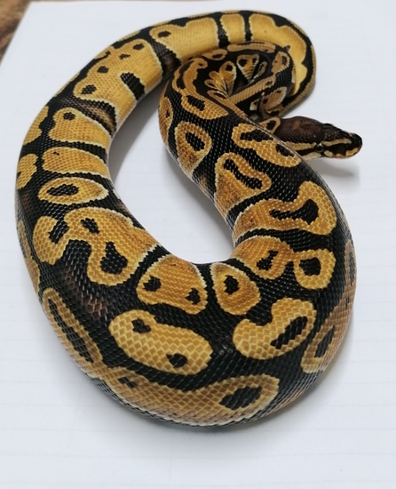 Paint Ball Python by SE Reptiles