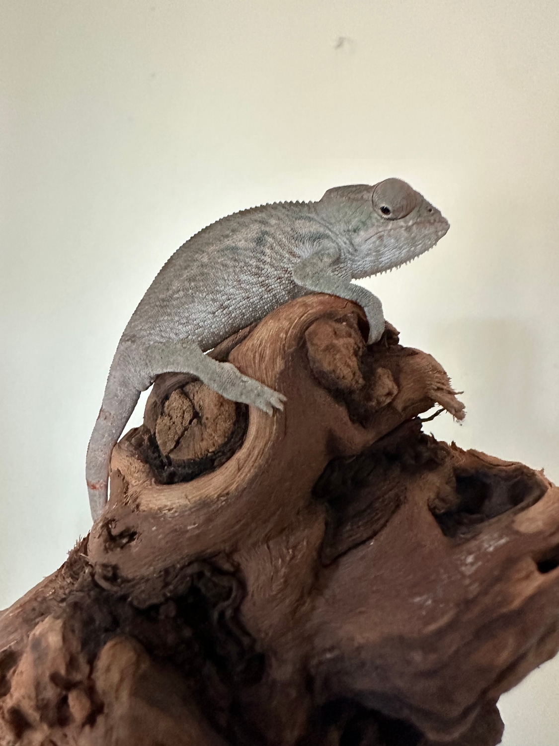 YBBB Panther Chameleon by Lowkey_Chameleons - MorphMarket