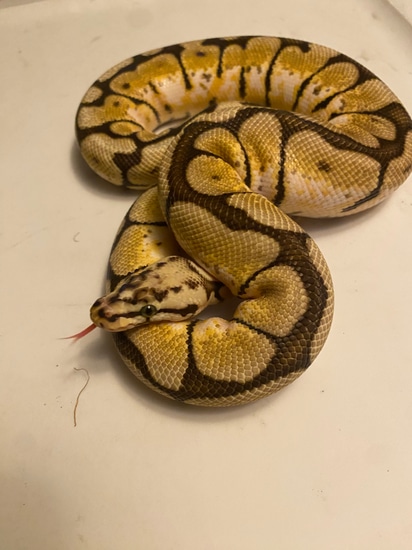 Bumble Bee Ball Python by Inked_Exotic