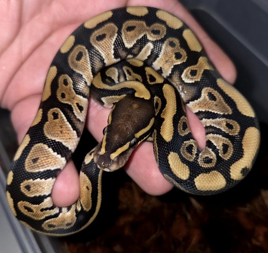 Phantom Possible Clown Hypo Ball Python by Young Serpents