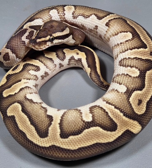Kinova Line Butter Leopard Het Clown Ball Python by Young Serpents