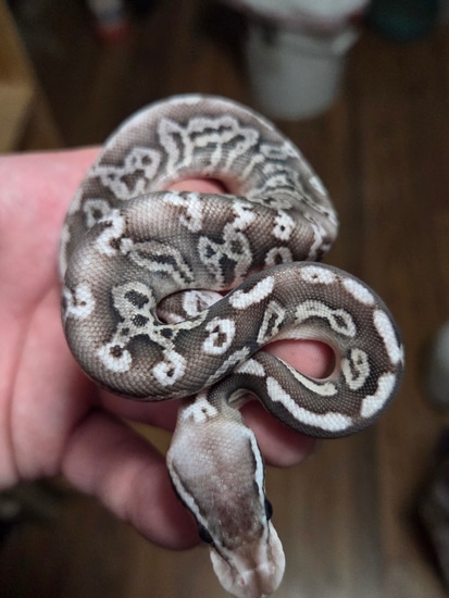 Black Pewter Fire Ball Python by Young Serpents