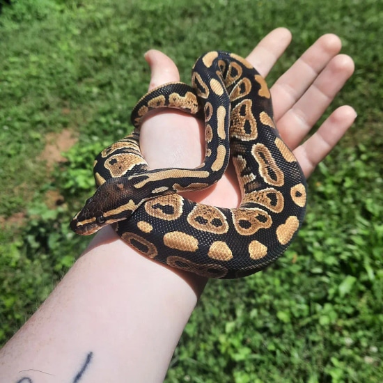 Russo Ball Python by Serpens_constellationInc