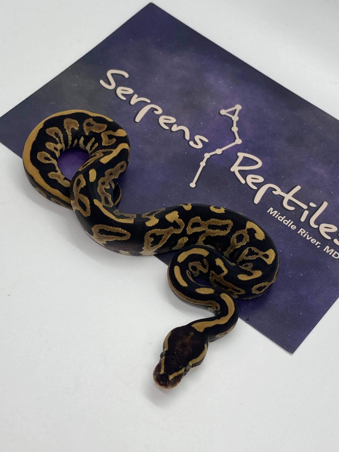 Mystic Leopard Ball Python by Serpens Reptiles - MorphMarket