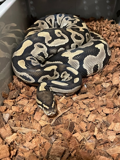 Proven Mystic Leopard Ball Python by Serpens Reptiles