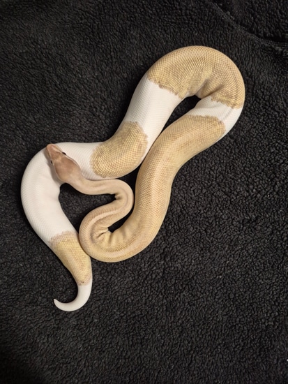 Banana Mojave Pied Ball Python by Serpent Dreams Reptiles
