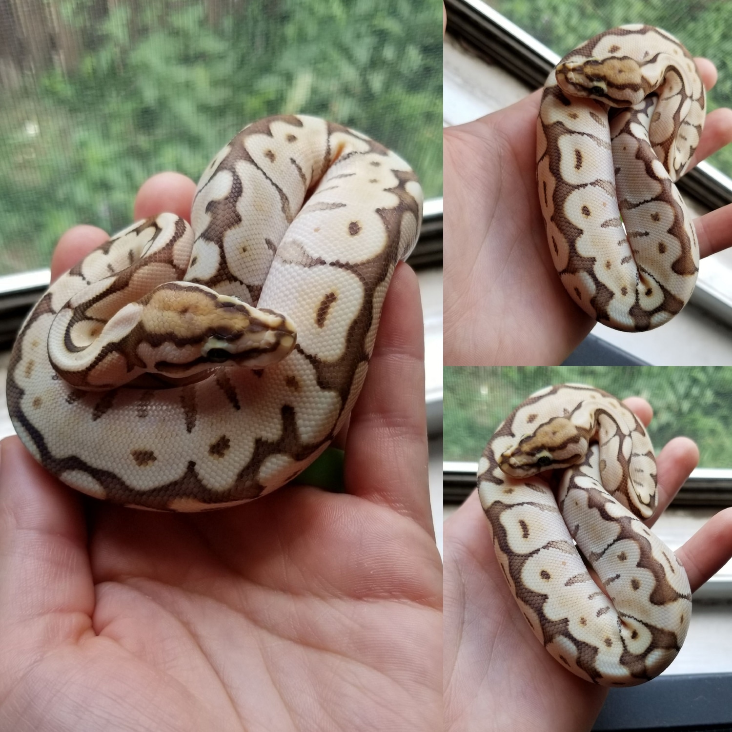 Nuclear Queen Bee 100% Het Pied Ball Python by Serpent Science ...