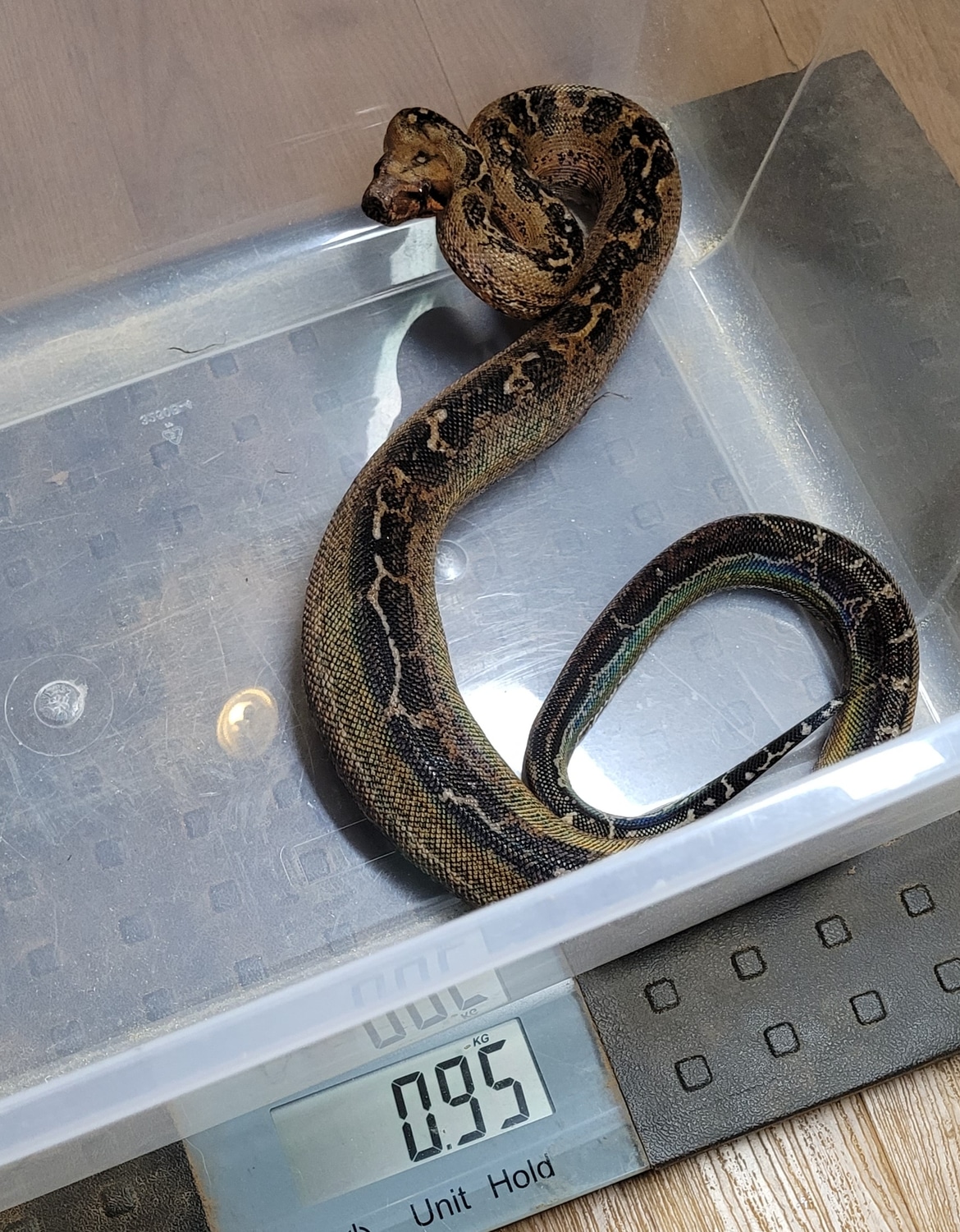 Sonoran Leopard Boa Boa Constrictor by Serpent Science - MorphMarket