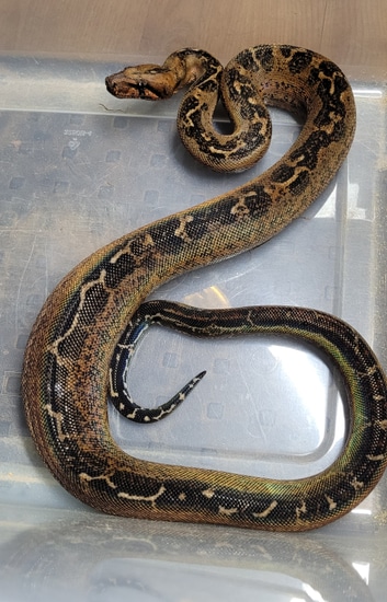 Sonoran Leopard Boa Boa Constrictor by Serpent Science - MorphMarket