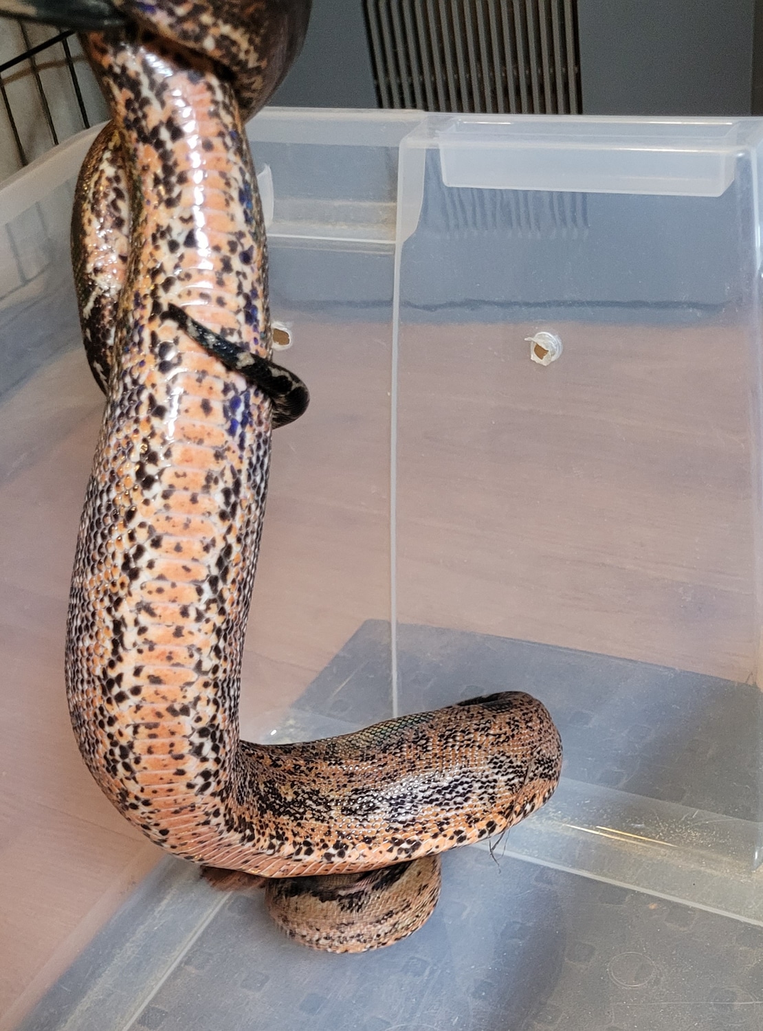 Sonoran Leopard Boa Boa Constrictor by Serpent Science - MorphMarket