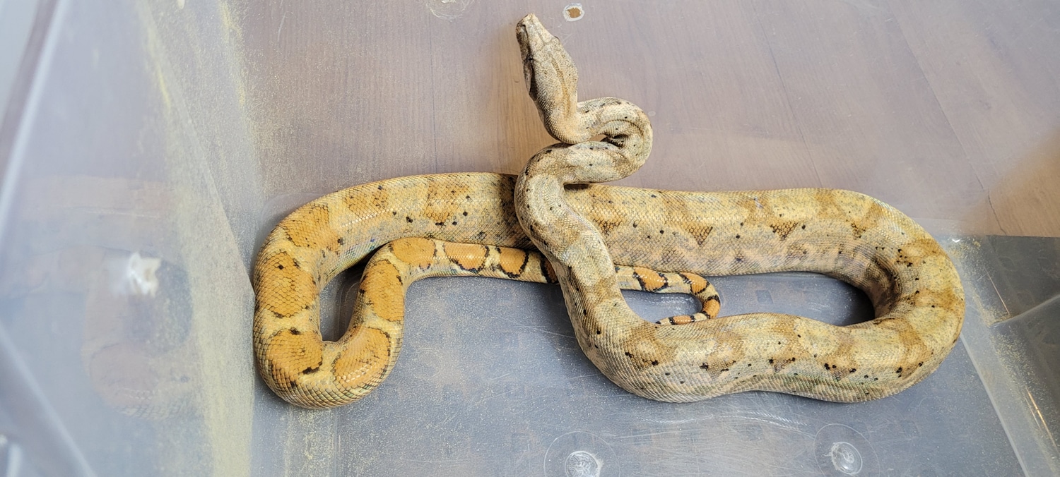 Hog Island Boa (Lemke) Female Boa Constrictor by Serpent Science ...