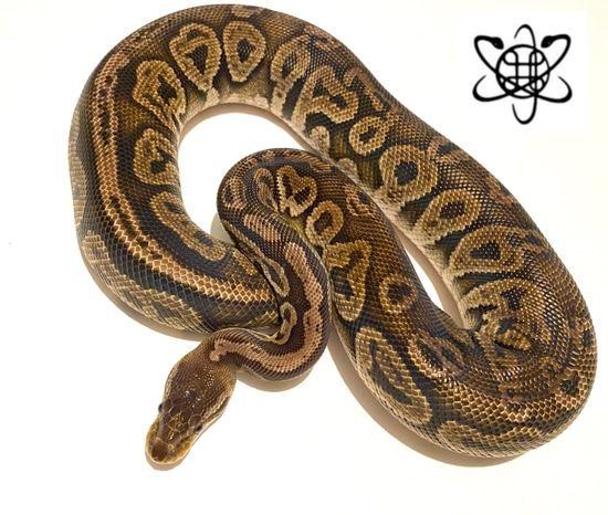 Black Fire Pewter Ball Python by Serpent Alchemy