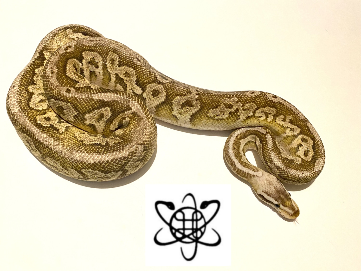 Black Fire Pewter Woma Ball Python by Serpent Alchemy - MorphMarket