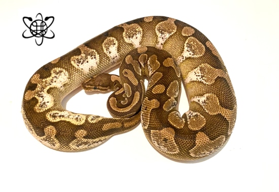 Lesser Sugar Ball Python by Serpent Alchemy