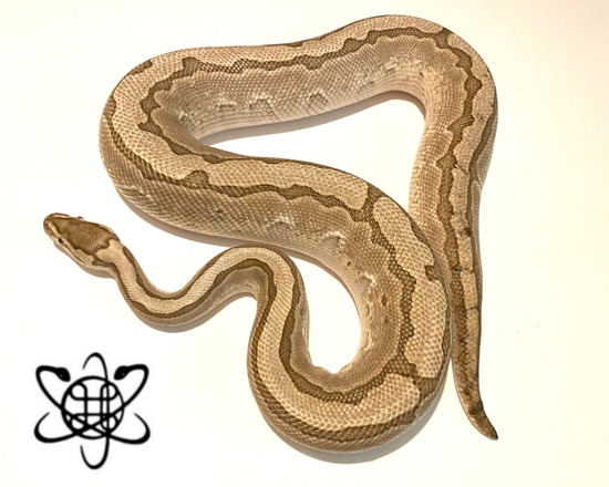 Leopard Lesser Pinstripe (Kingpin) Ball Python by Serpent Alchemy