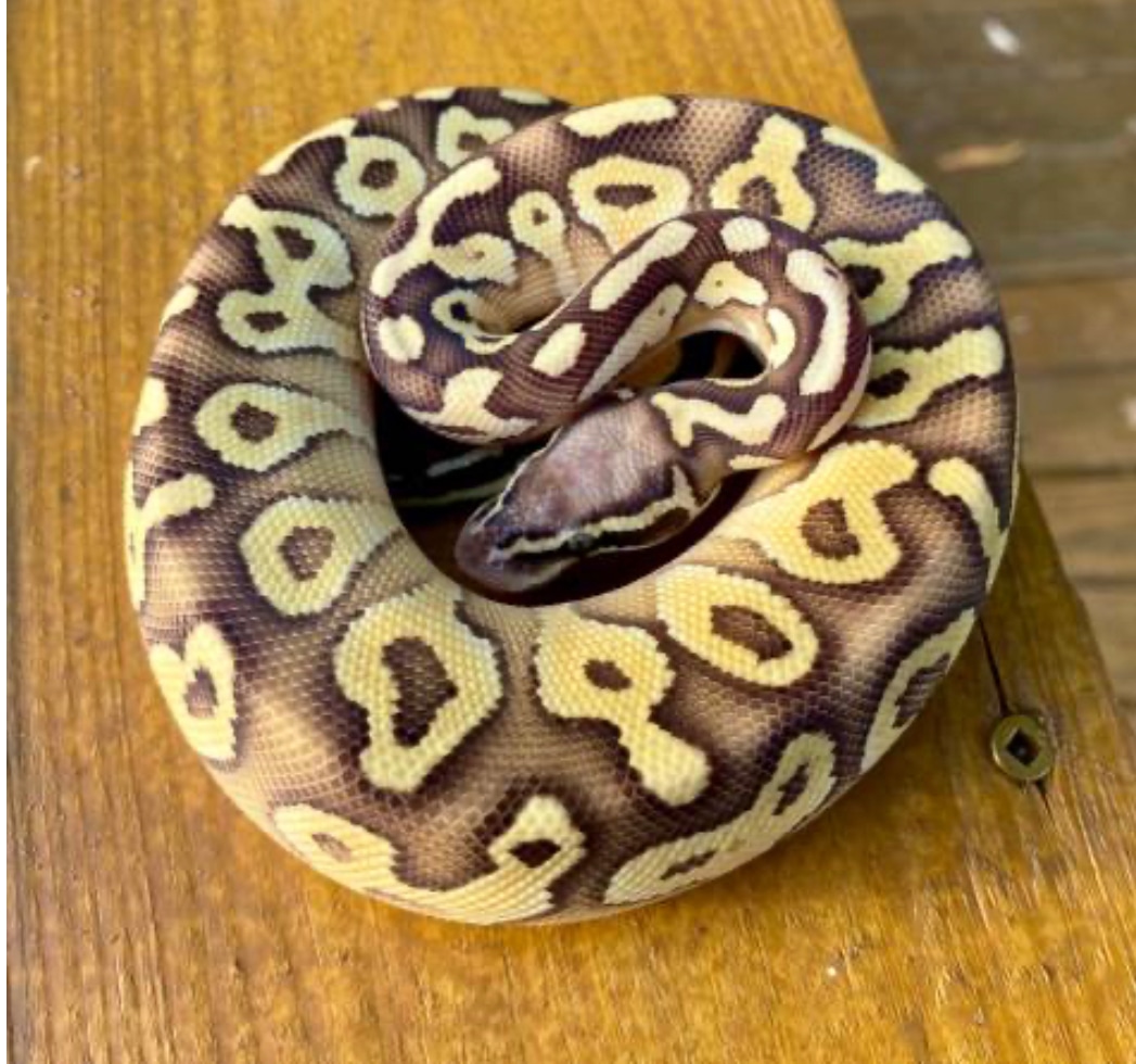 Pastel Lesser Yellow Belly Ball Python by Serpenteam - MorphMarket