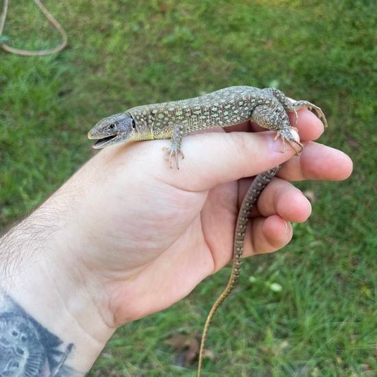 Timon Kurdistanicus More Lizard by Eddie Soto Exotics