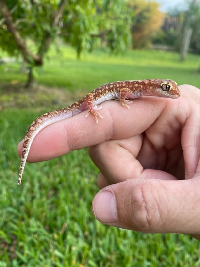 Lucasium Damaeum - Beaded Gecko More Gecko by Eddie Soto Exotics