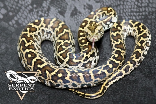 Half Dwarf Burmese Python (50%Progschai ) 100% Double Het-Albino/Het ...