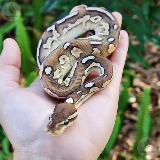 Cinnamon Lesser (YB) Ball Python by Serpentina Vaas