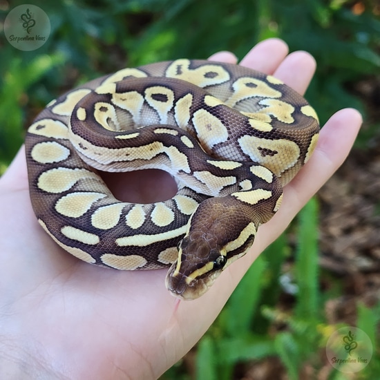 Lesser Female Ball Python by Serpentina Vaas