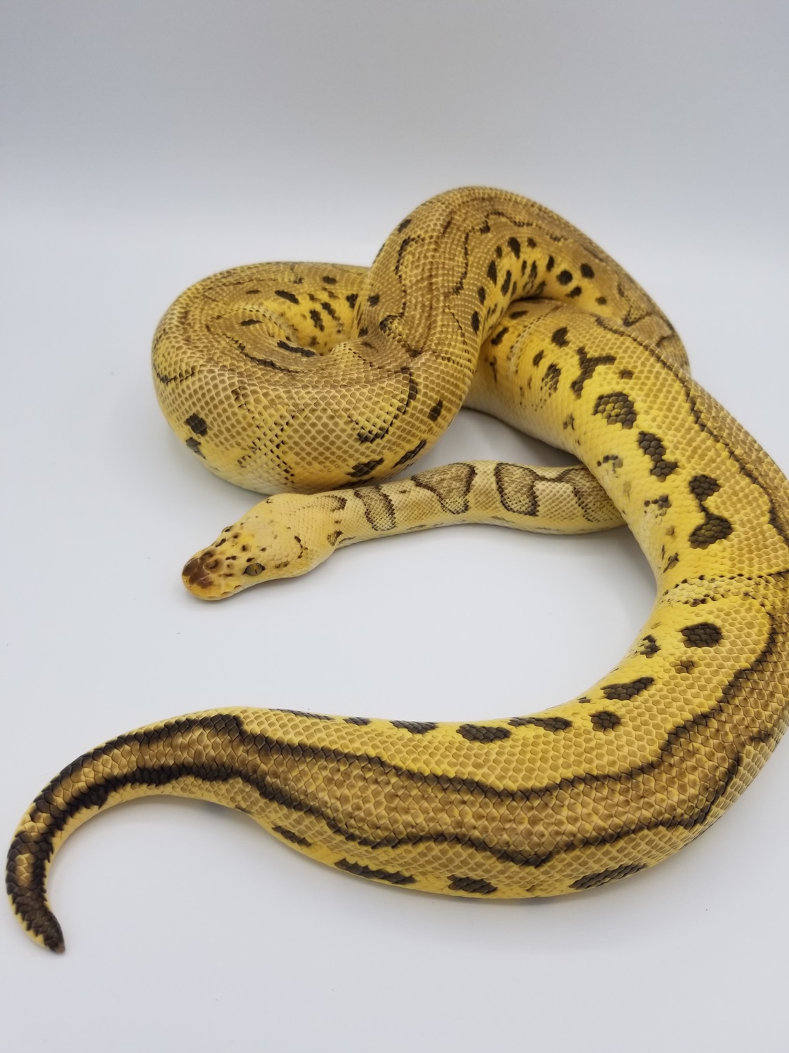 Super Pastel Clown Ball Python by Serpentina Vaas - MorphMarket