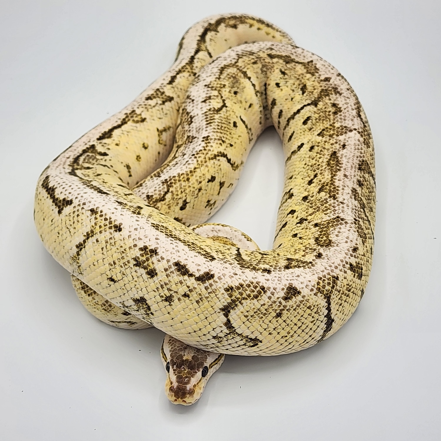 Axanthic (VPI) Pinstripe Fire Pastel Ball Python by Serpentina Vaas ...