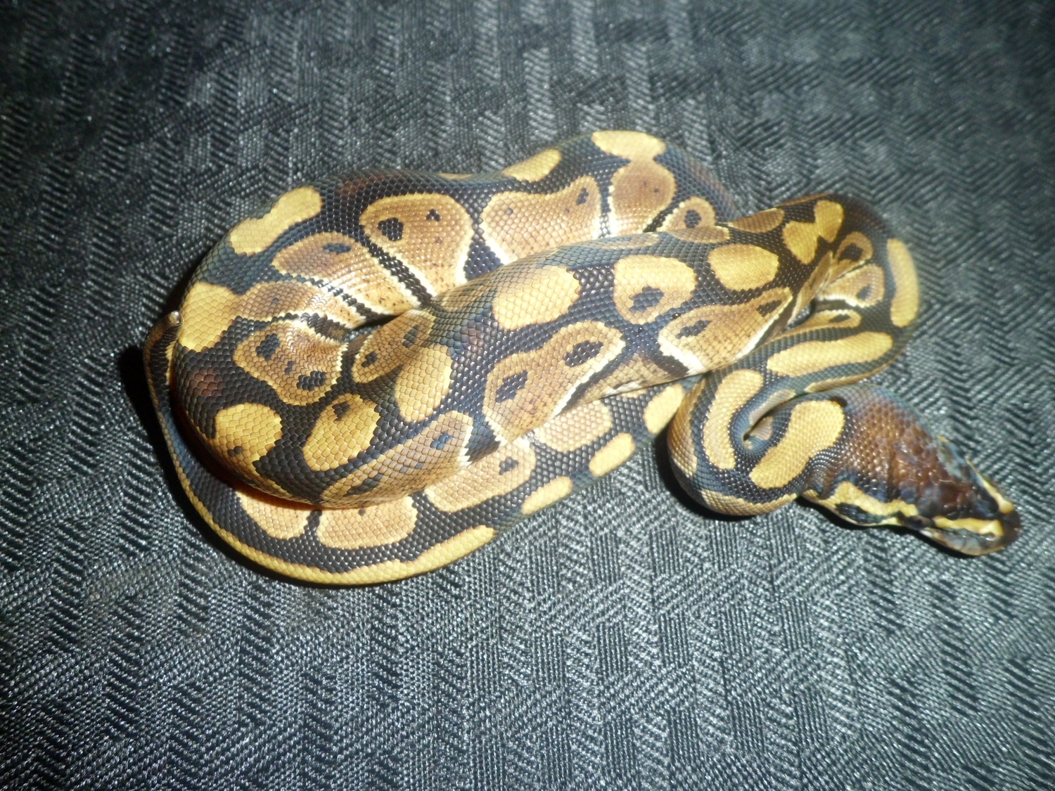 100% Het Caramel Albino Ball Python by Serpentine Enterprises - MorphMarket