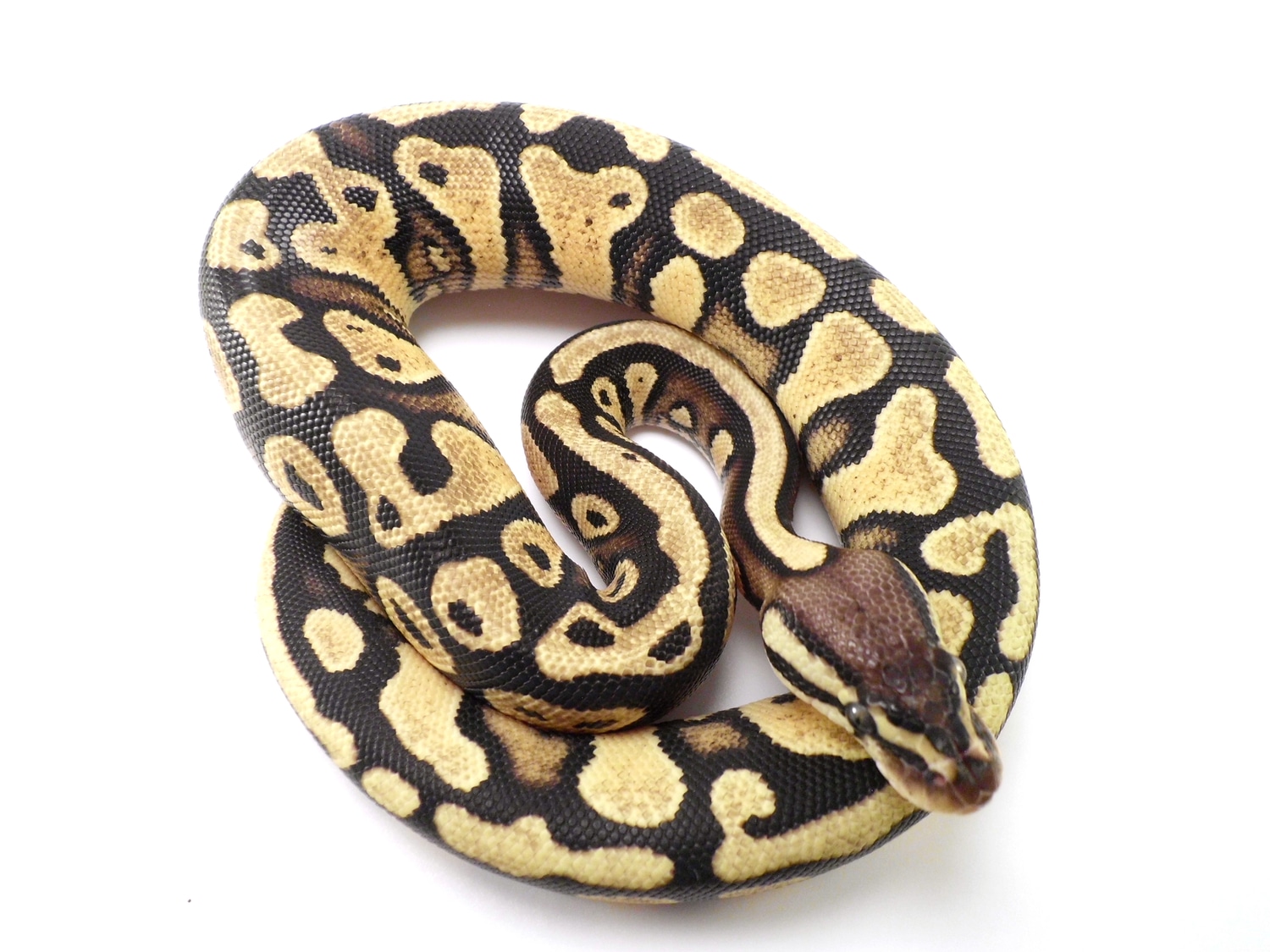 Pastel Yellow Belly Ball Python by Serpentine Enterprises - MorphMarket