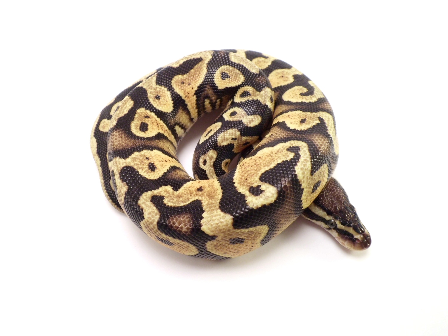 Pastel Yellow Belly Ball Python by Serpentine Enterprises - MorphMarket