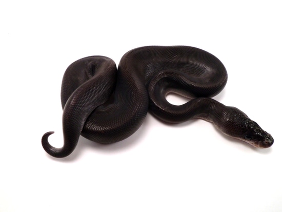 8-Ball Ball Python by Serpentine Enterprises