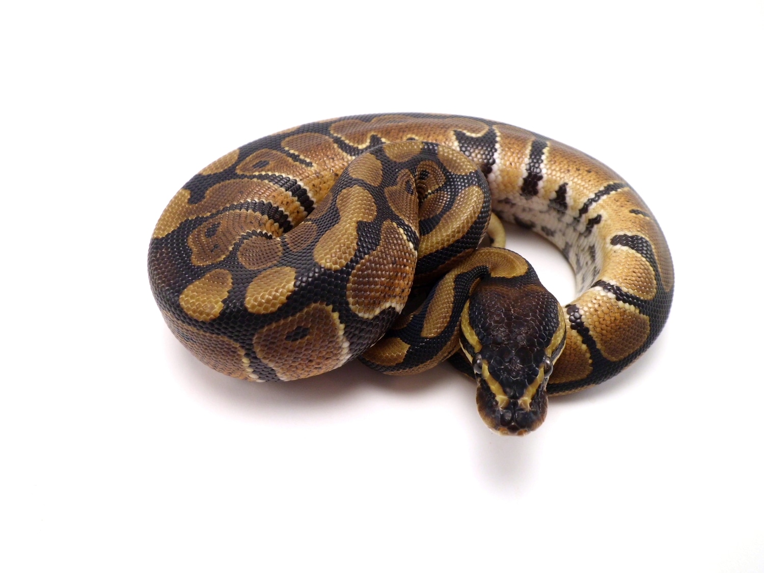 100% Het Caramel Albino Ball Python by Serpentine Enterprises - MorphMarket