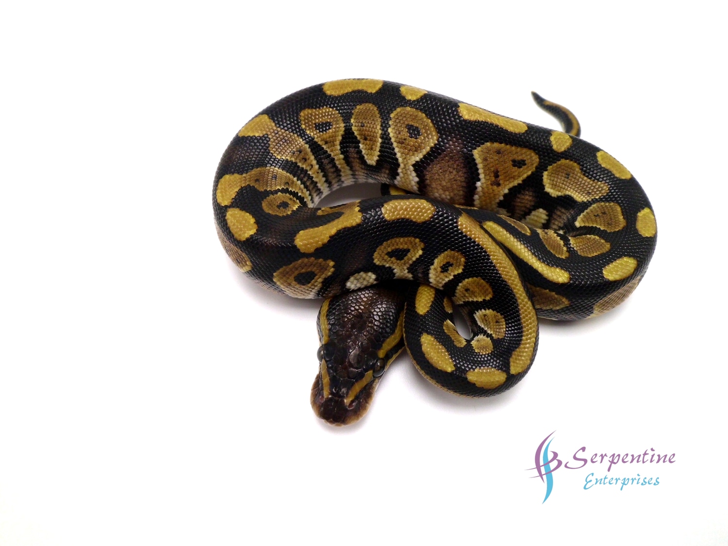 Mystic Ball Python by Serpentine Enterprises - MorphMarket